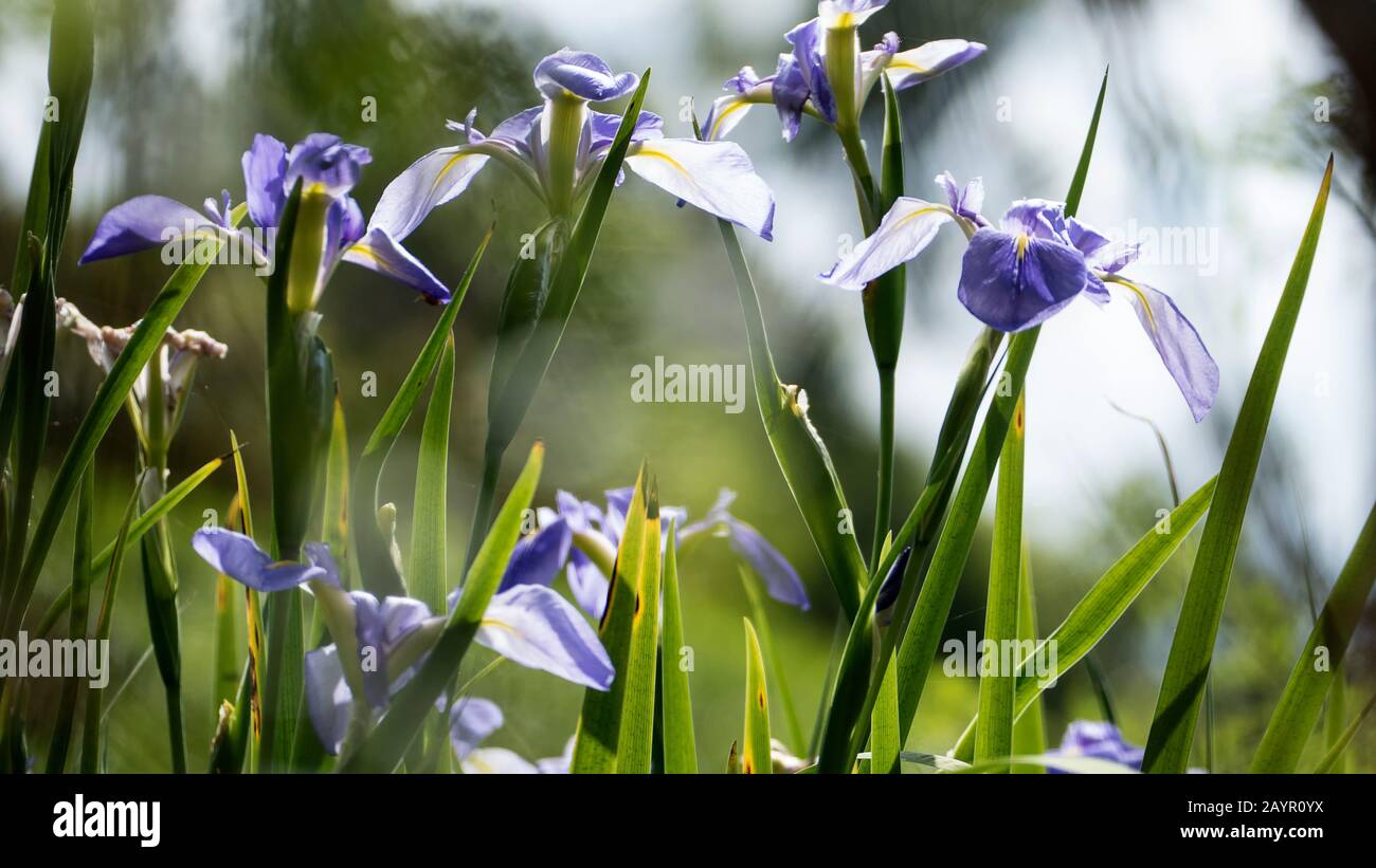 The Macro photo of nature flower iris Stock Photo - Alamy