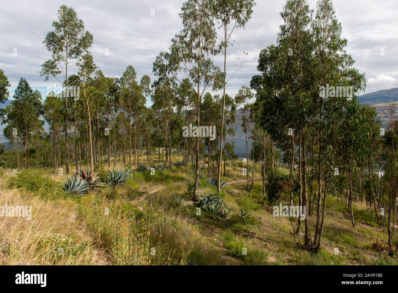Eucalyptus trees hi-res stock photography and images - Alamy