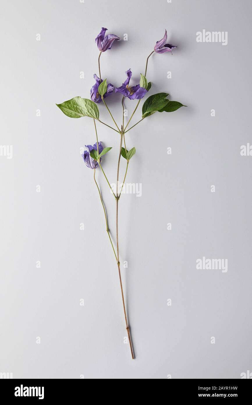 top view of violet flowers on white background Stock Photo - Alamy