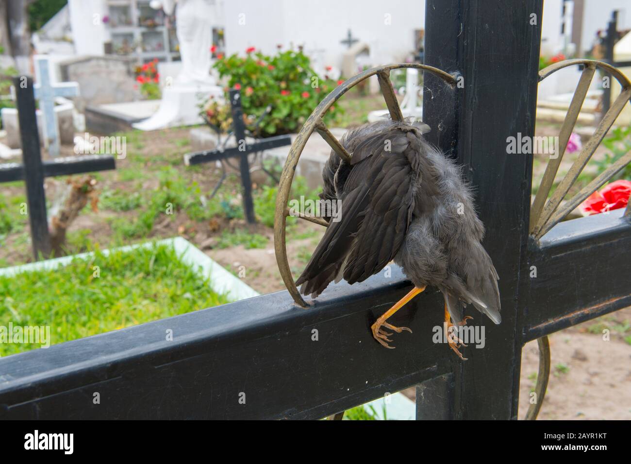 A dead bird put into a cross of a grave at the Cayambe cemetery in the ...