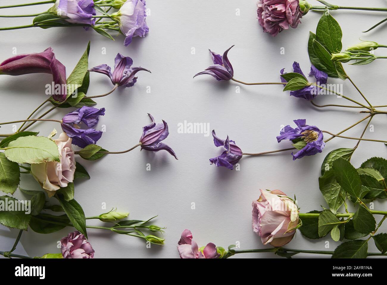 top view of violet and purple flowers on white background Stock Photo ...