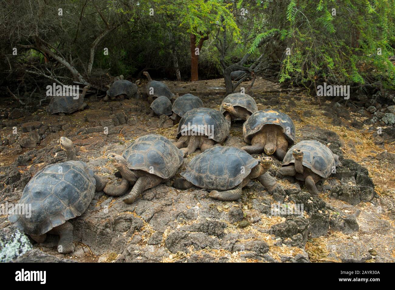 Giant tortoises at the Charles Darwin Research Station in Puerto Ayora ...