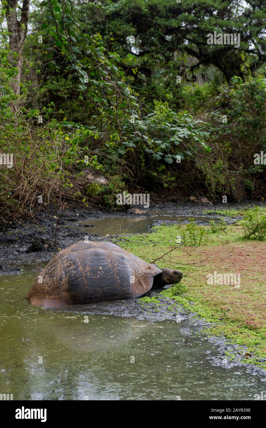 A Giant tortoise in the mud of a pond in the highlands of Santa Cruz ...