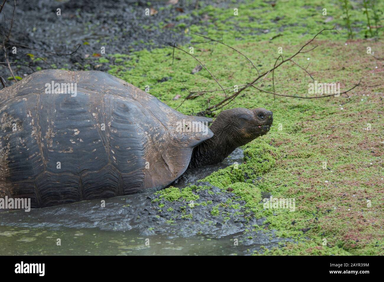 A Giant tortoise in the mud of a pond in the highlands of Santa Cruz ...