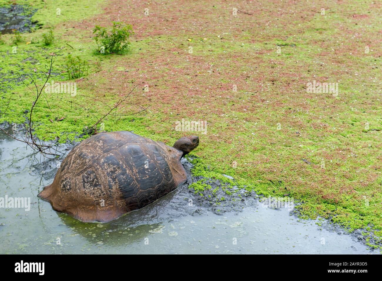 A Giant tortoise in the mud of a pond in the highlands of Santa Cruz ...