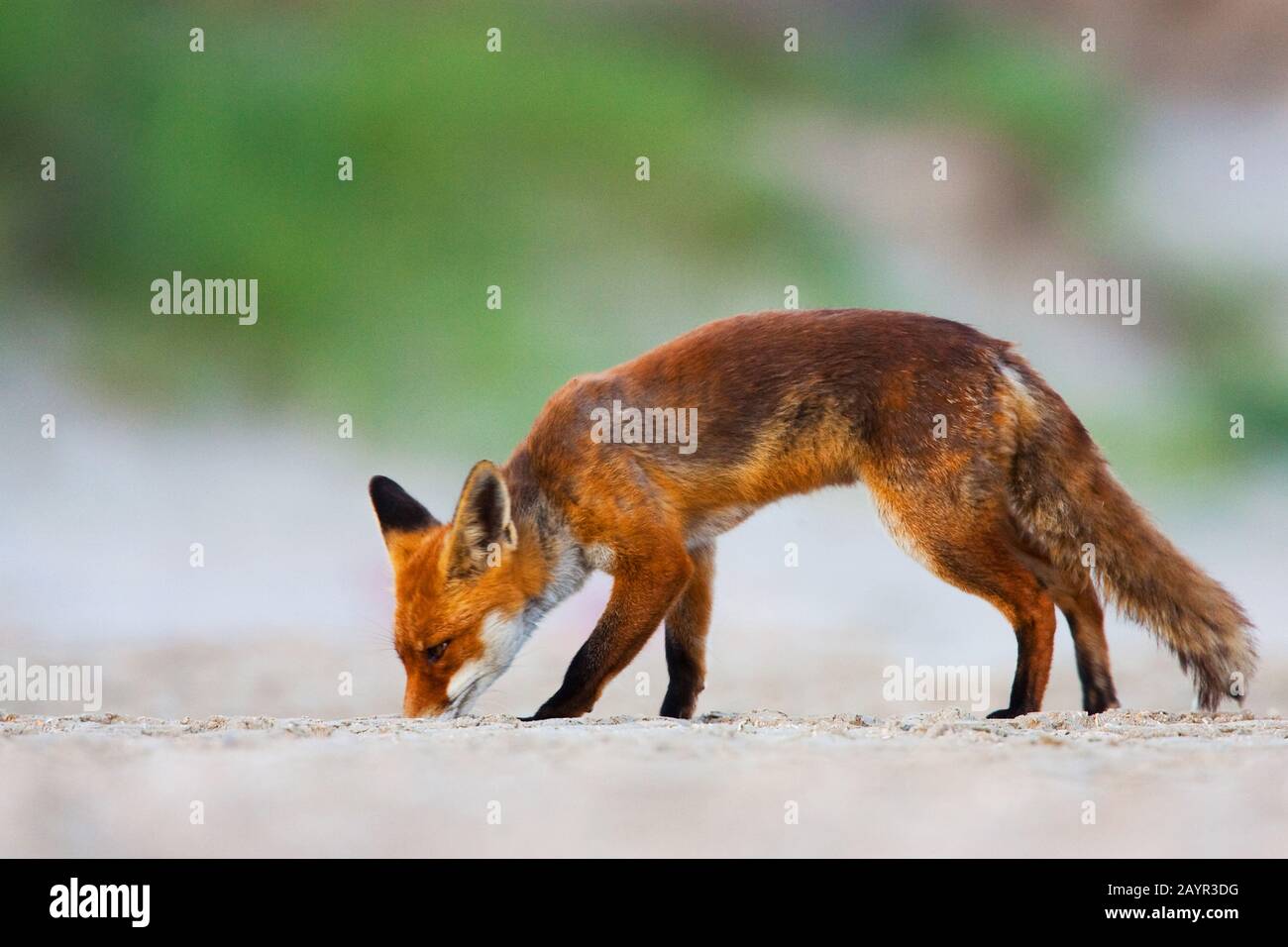 red fox (Vulpes vulpes), on the feed, Netherlands Stock Photo - Alamy