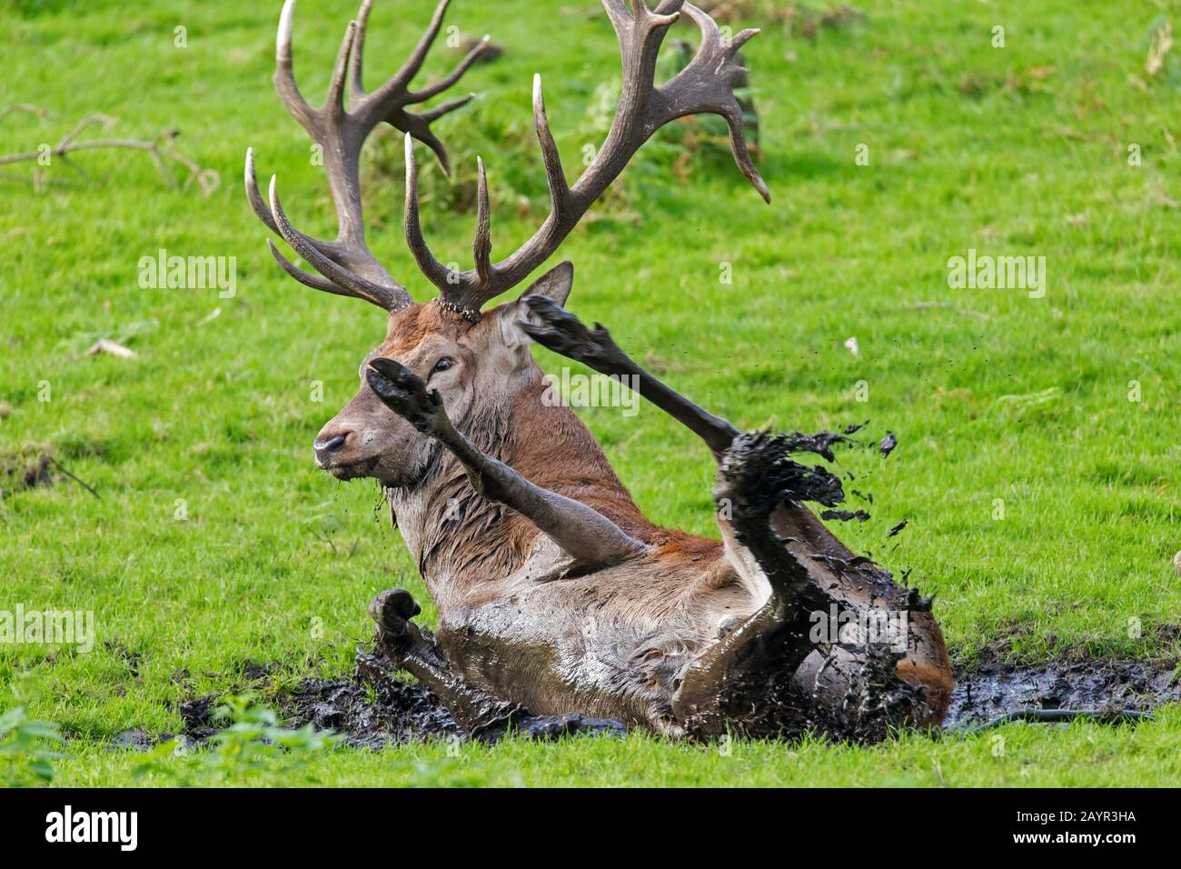 Colorado nature bath hi-res stock photography and images - Alamy