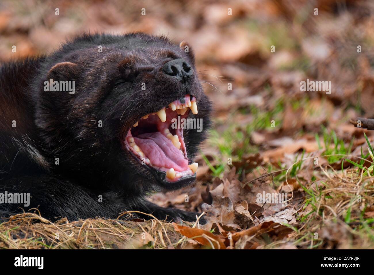 wolverine (Gulo gulo), portrait, snarling Stock Photo - Alamy