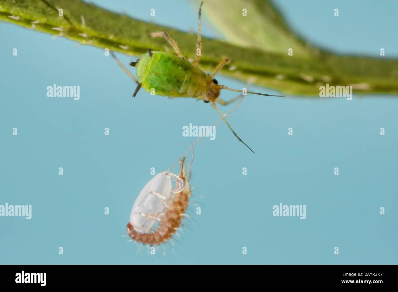 Larvae of lacewings hi-res stock photography and images - Alamy