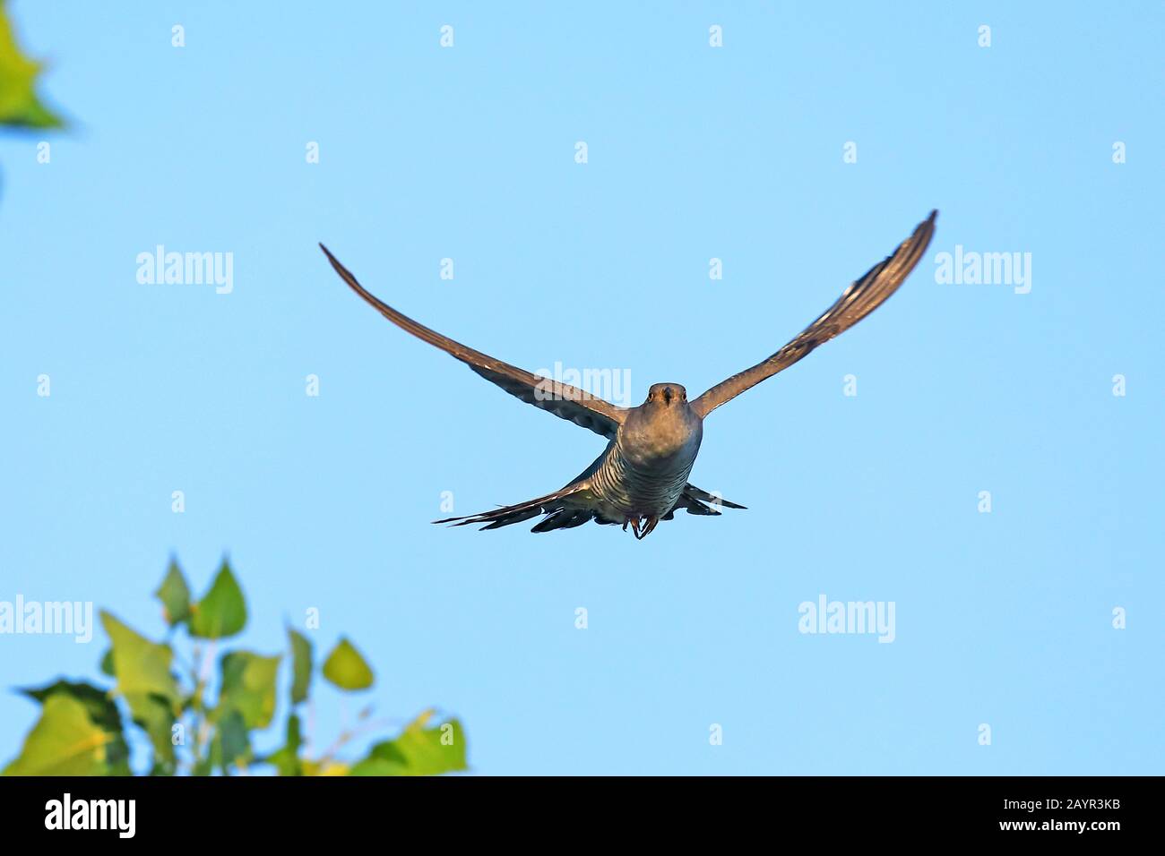 Eurasian cuckoo (Cuculus canorus), in flight, front view, Greece, Lake ...