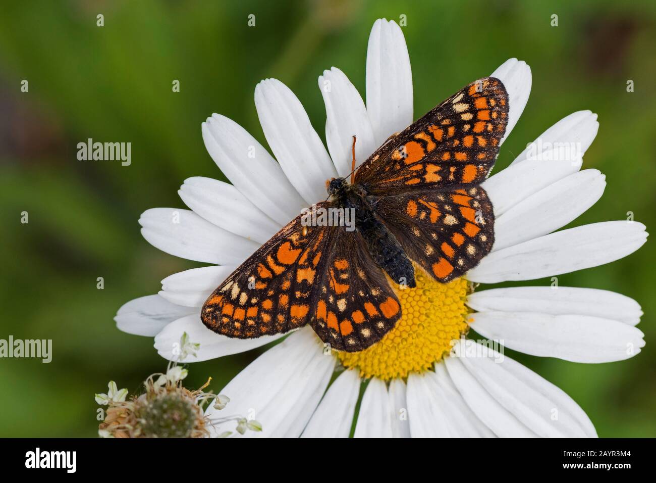 Scarce fritillary (Euphydryas maturna, Hypodryas maturna, Euphydryas ...