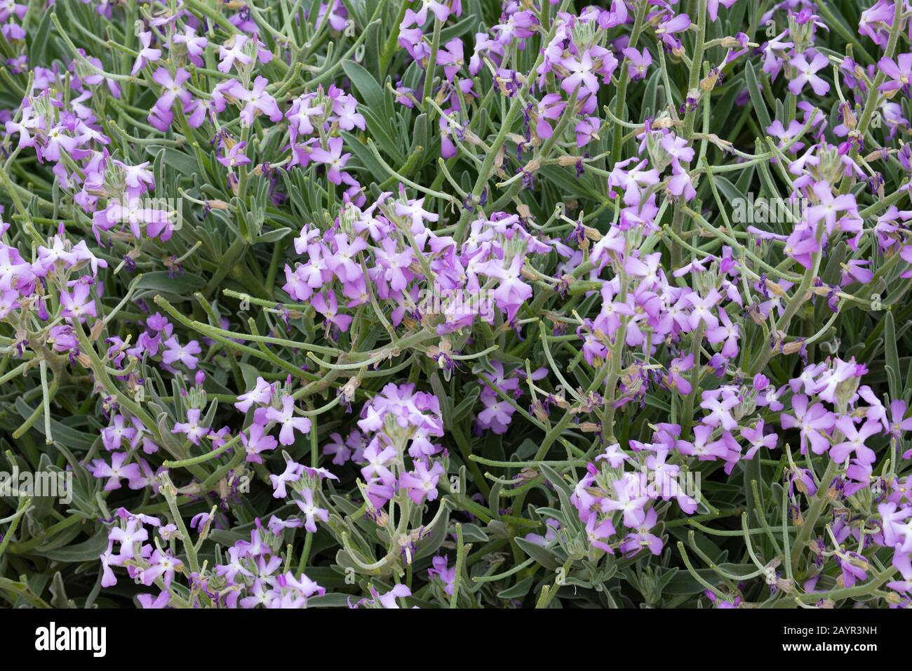 Great Sea Stock (Matthiola sinuata), blooming, France, Brittany Stock ...