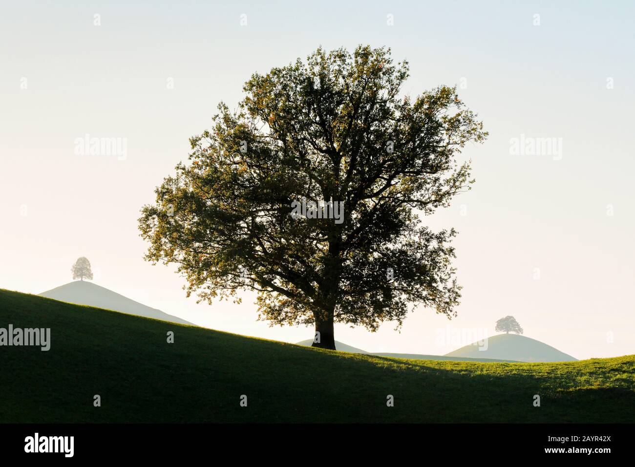 oak on the Hirzel pass, Switzerland Stock Photo - Alamy