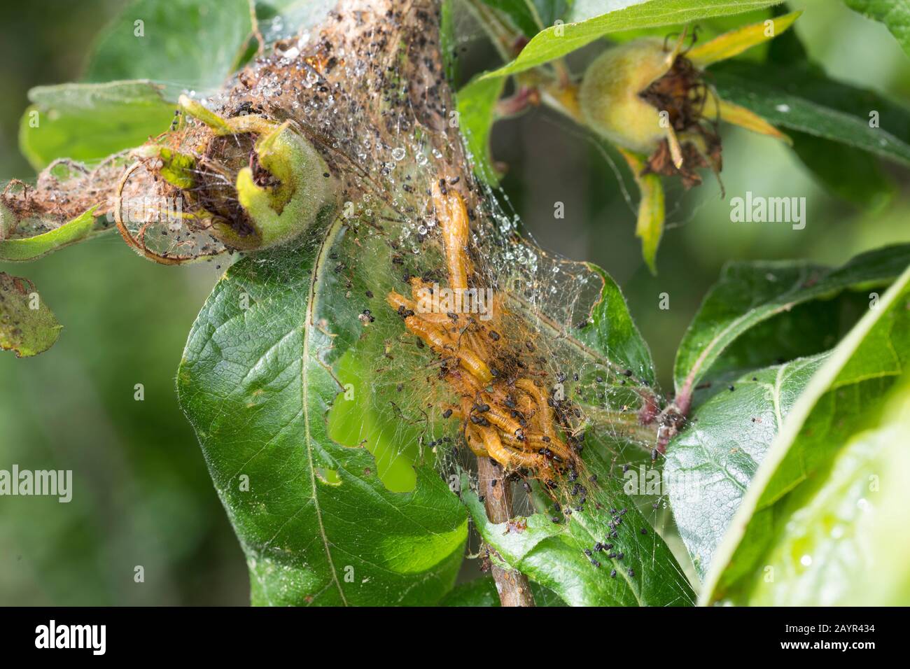 Social pear sawfly larvae neurotoma hi-res stock photography and images ...