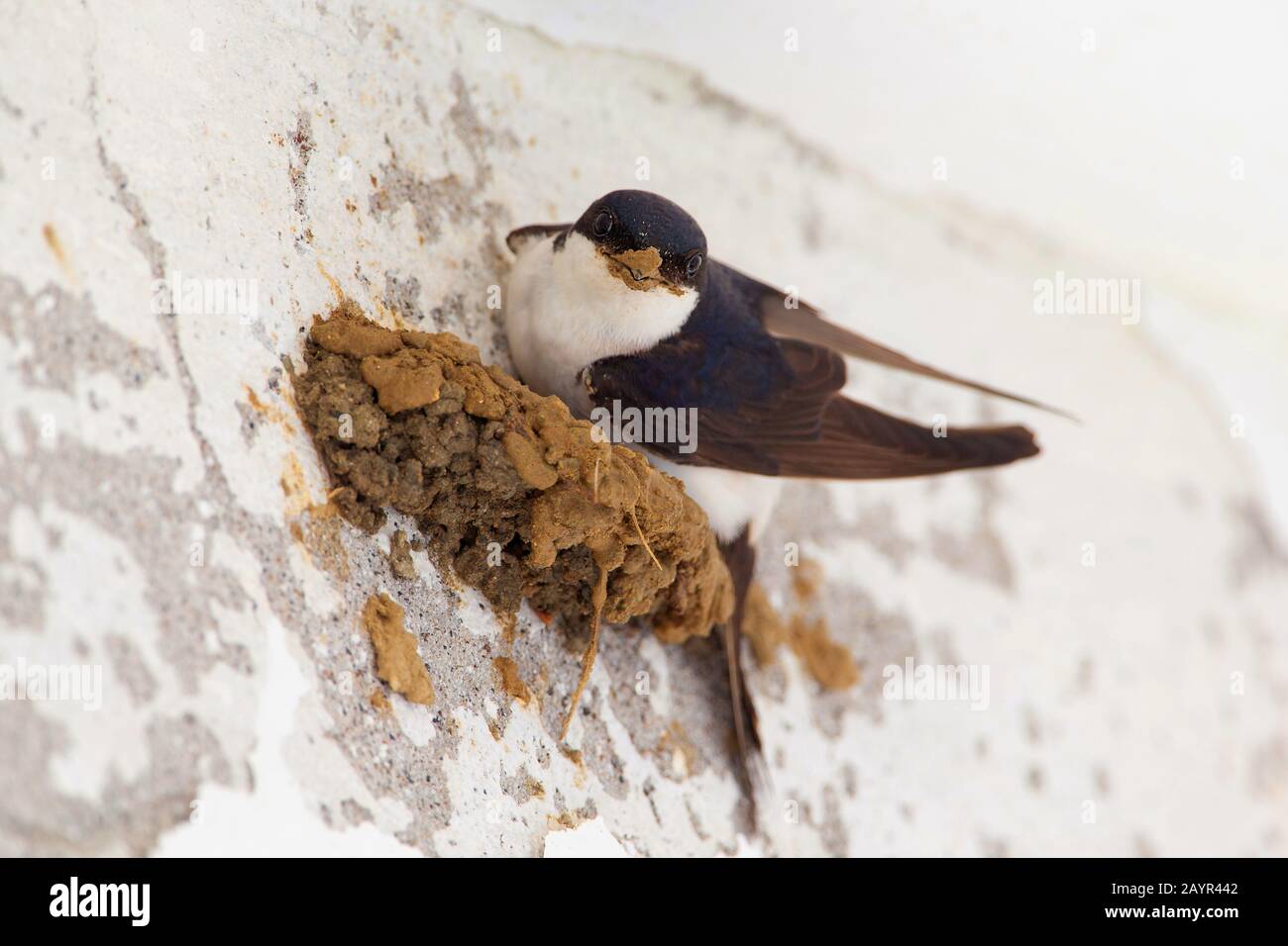 common house martin (Delichon urbica, Delichon urbicum), building its ...