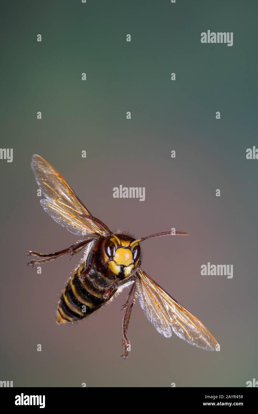 hornet, brown hornet, European hornet (Vespa crabro), flying, front ...