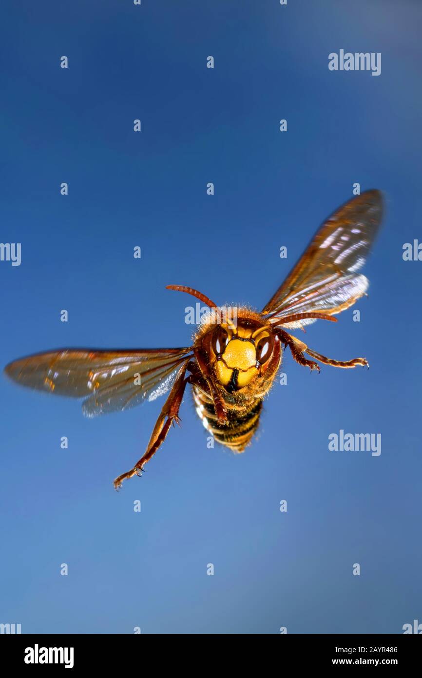 hornet, brown hornet, European hornet (Vespa crabro), flying, front ...