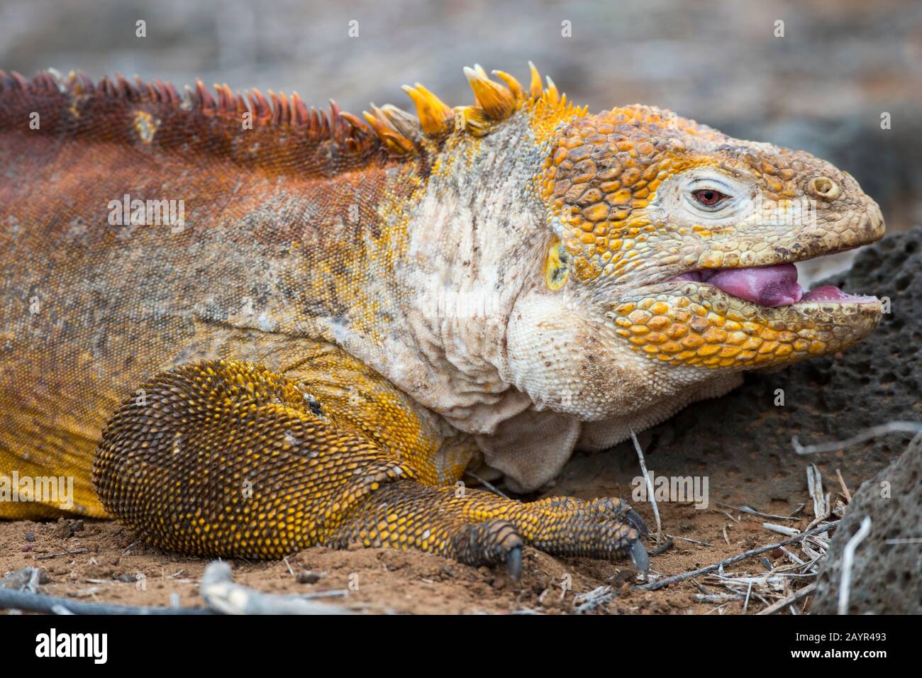 Close-up of a male Land iguana at Cerro Dragon on the west coast of ...