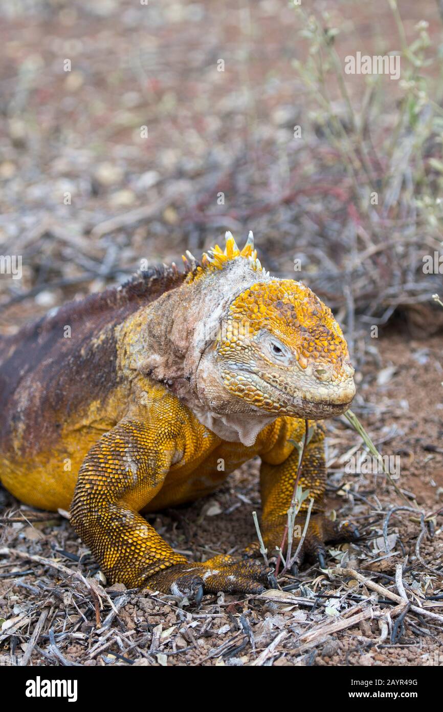 Close-up of a male Land iguana at Cerro Dragon on the west coast of ...