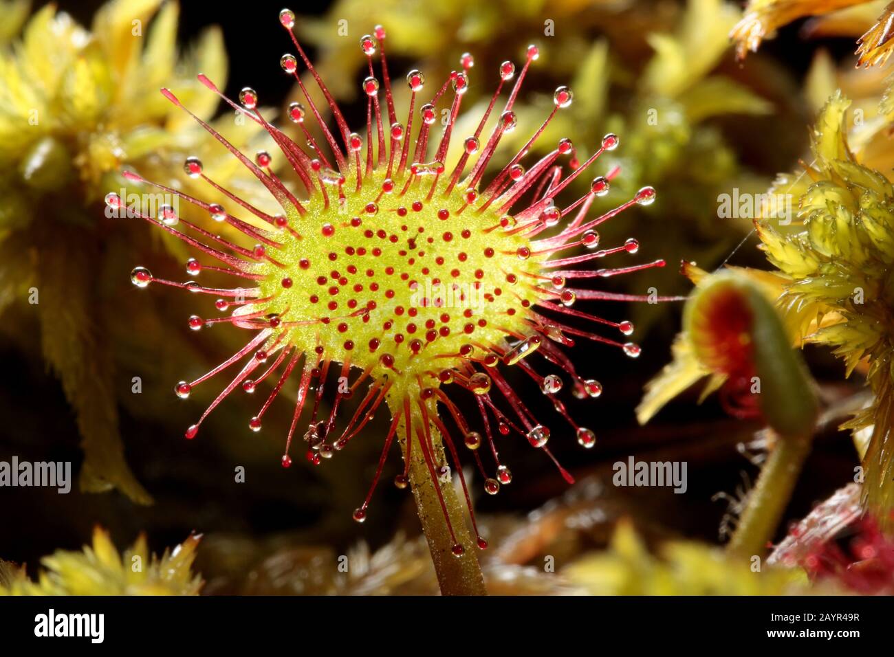 round-leaved sundew, roundleaf sundew (Drosera rotundifolia), leaf ...