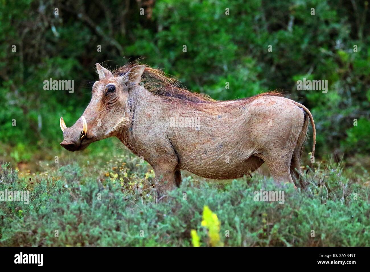 common warthog, savanna warthog (Phacochoerus africanus), male, South ...