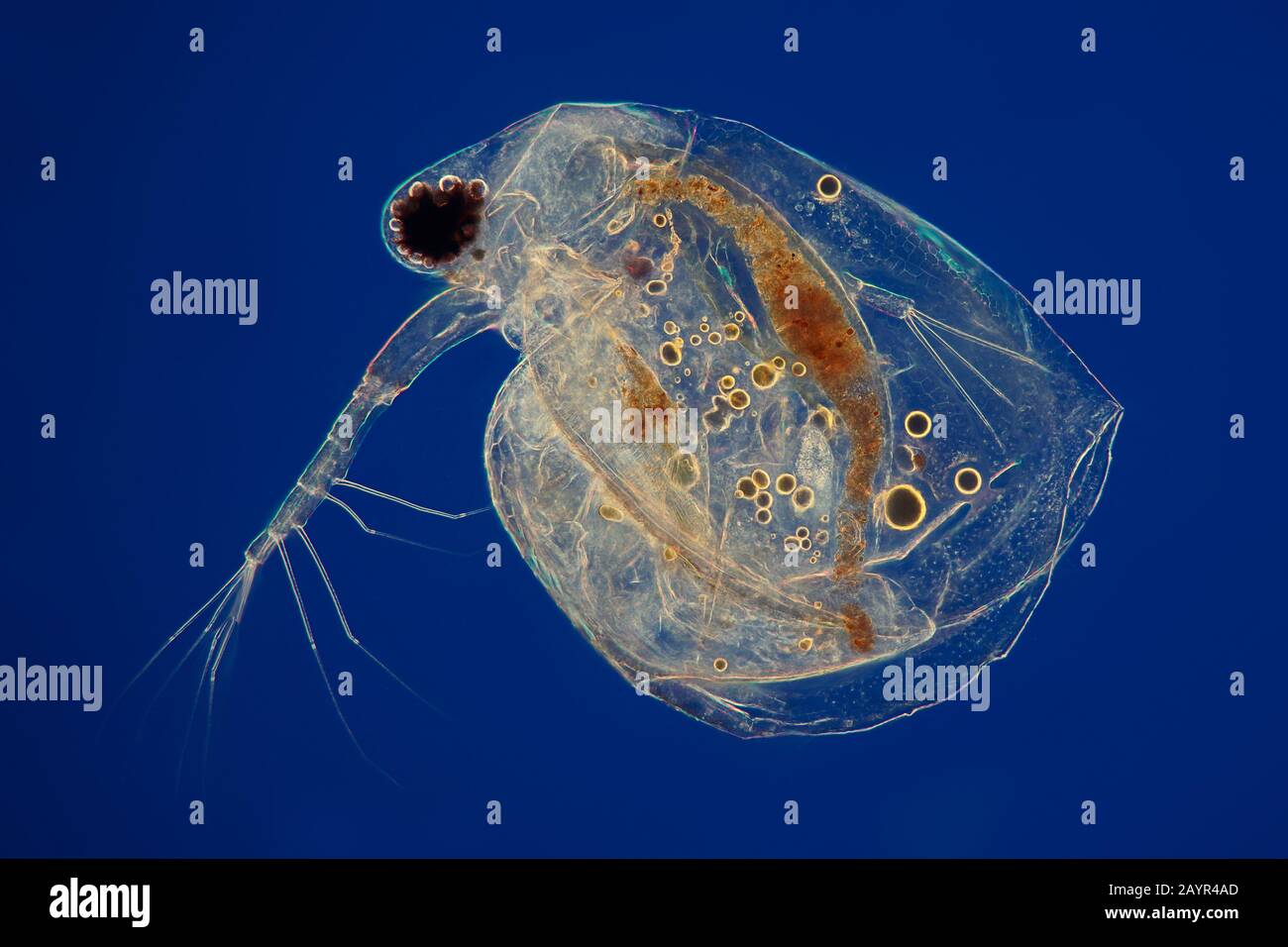 Magnified flea hi-res stock photography and images - Alamy