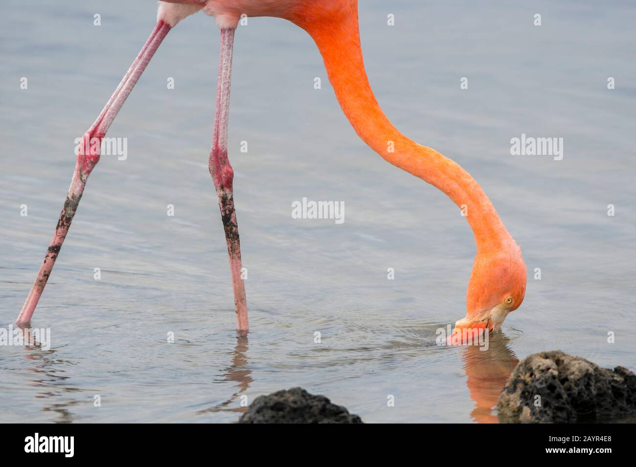 Close-up of an American Flamingo is feeding in the lagoon at Cerro ...