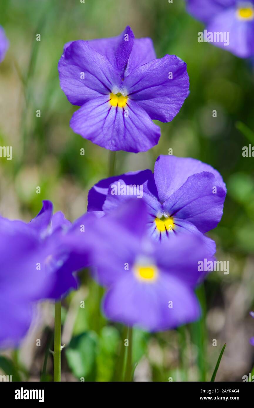 Swiss violet (Viola calcarata), blooming, Switzerland, Furkapass Stock ...