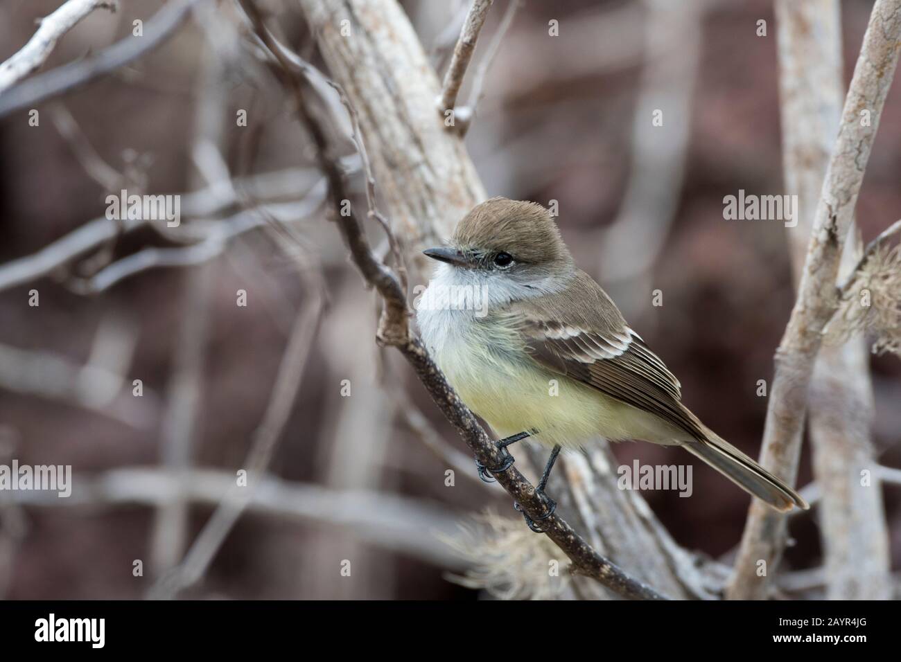 A Galapagos Flycatcher (Myiarchus magnirostris) in a tree on Rabida ...