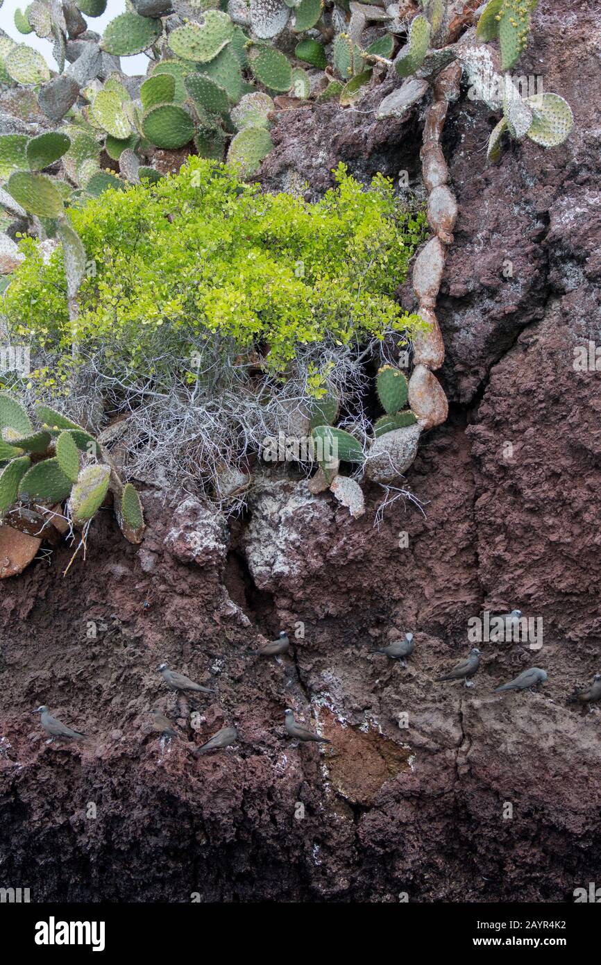 Galapagos brown noddy terns hi-res stock photography and images - Alamy