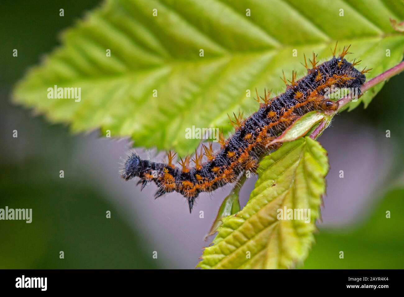 Tortoiseshell butterfly caterpillar hi-res stock photography and images ...