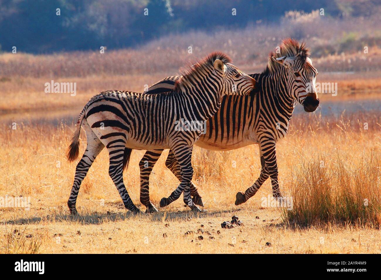 Hartmann's Mountain Zebra, Mountain Zebra (Equus zebra hartmannae), two zebras in savanna, South ...