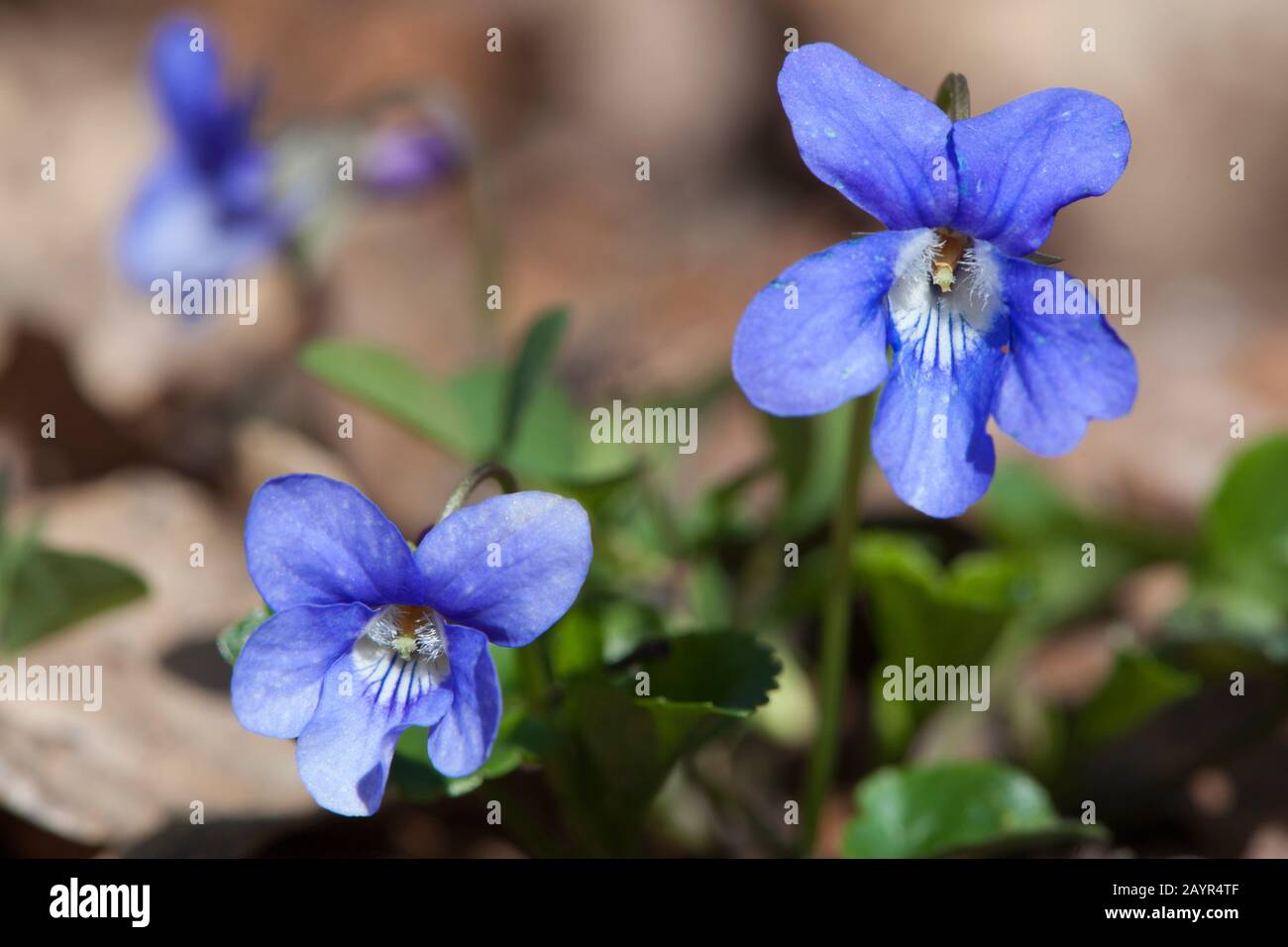 early dog-violet (Viola reichenbachiana), blooming, Germany Stock Photo ...