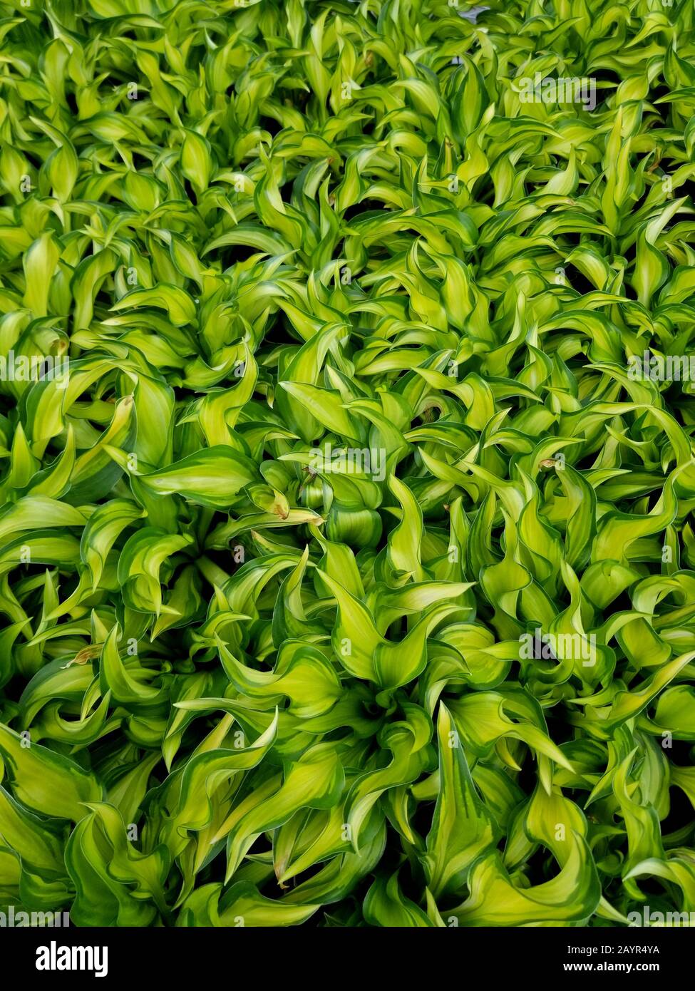 Green hostas Lakeside Little Tuft perennial plants Stock Photo - Alamy