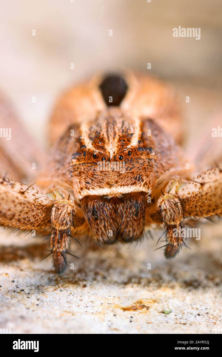 Running scrab spider (Thanatus formicinus), portrait, Germany Stock ...