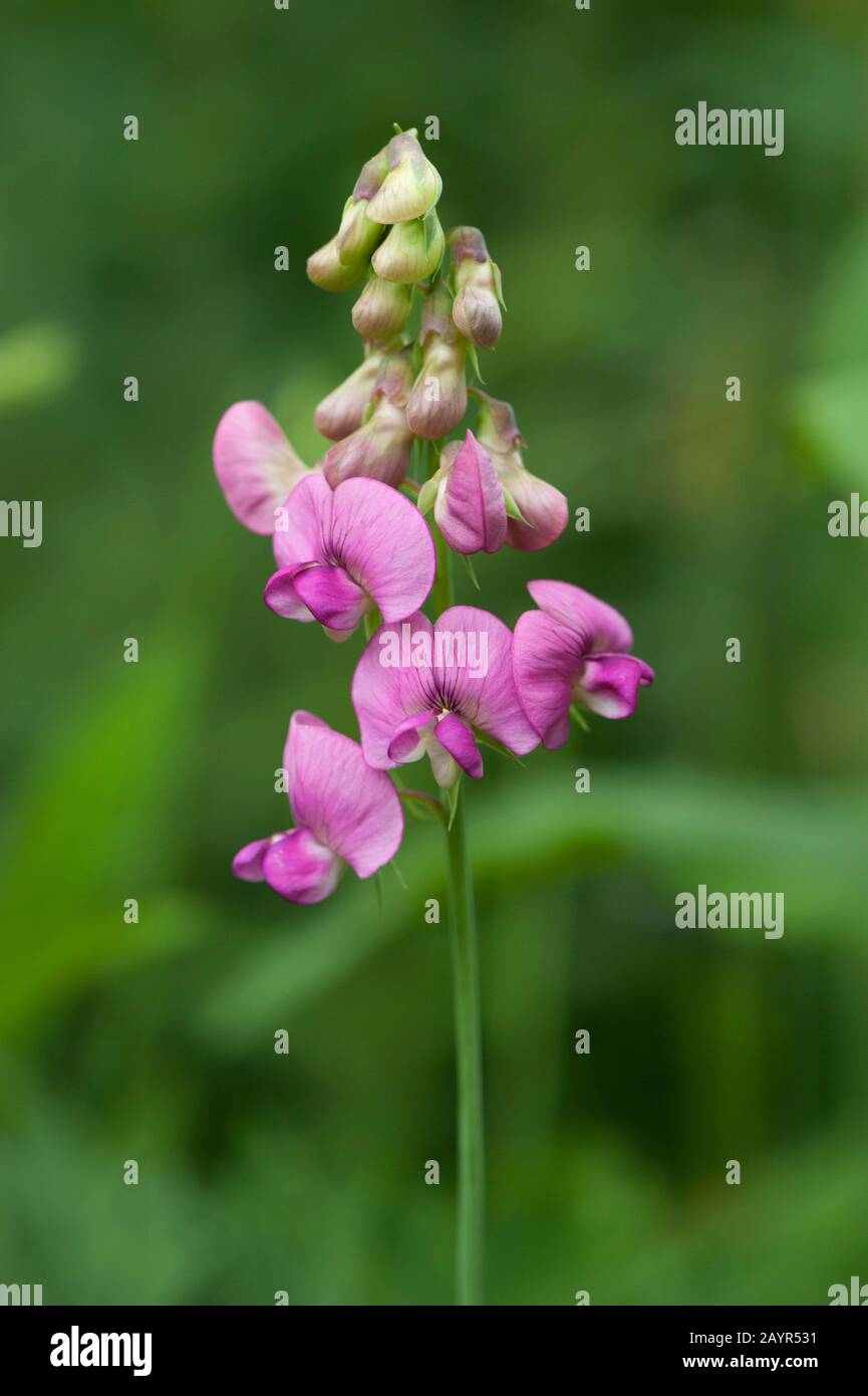 Norfolk everlasting pea hi-res stock photography and images - Alamy