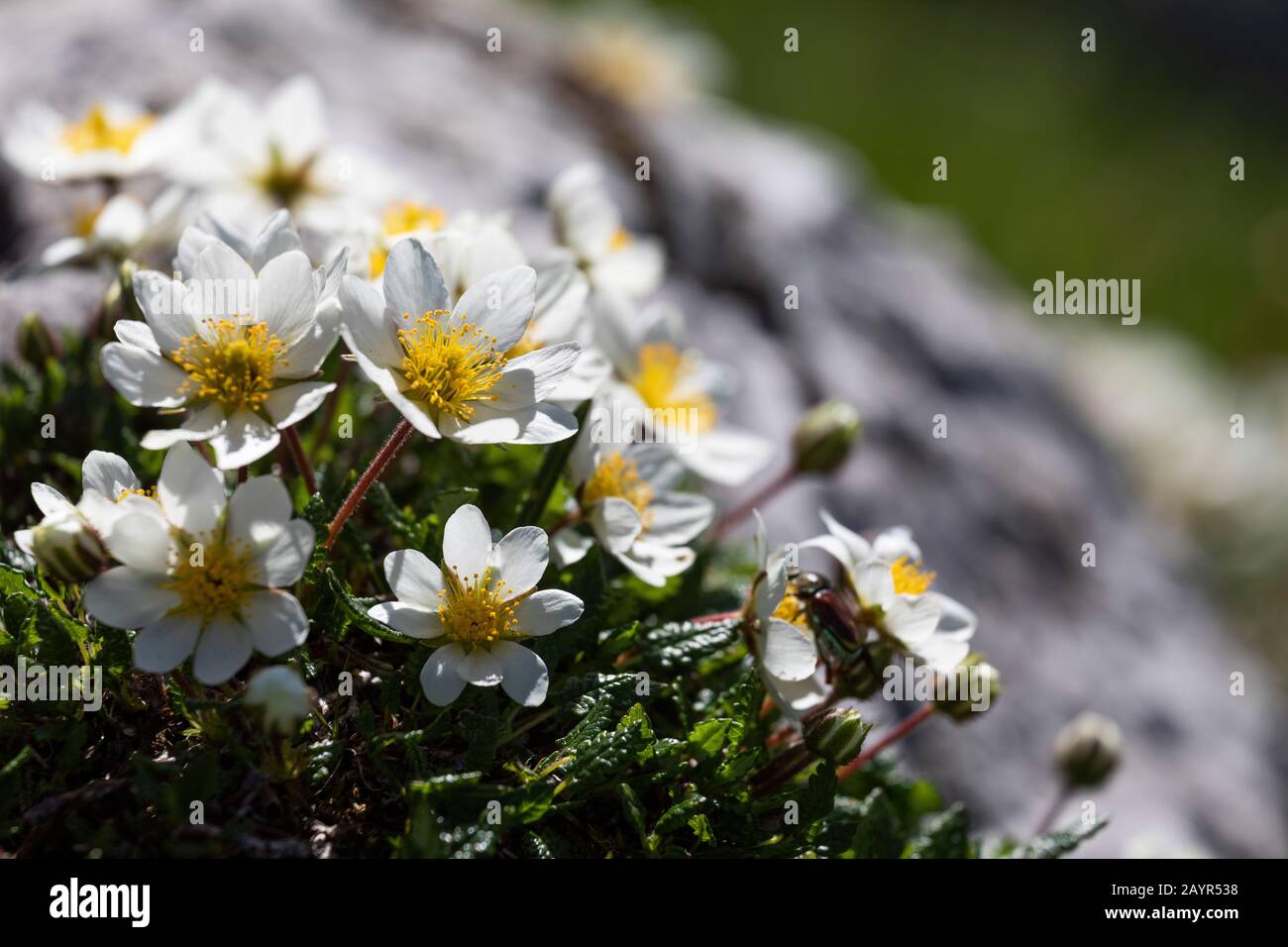 Mountain avens (Dryas octopetala), blooming, Germany, Bavaria Stock ...
