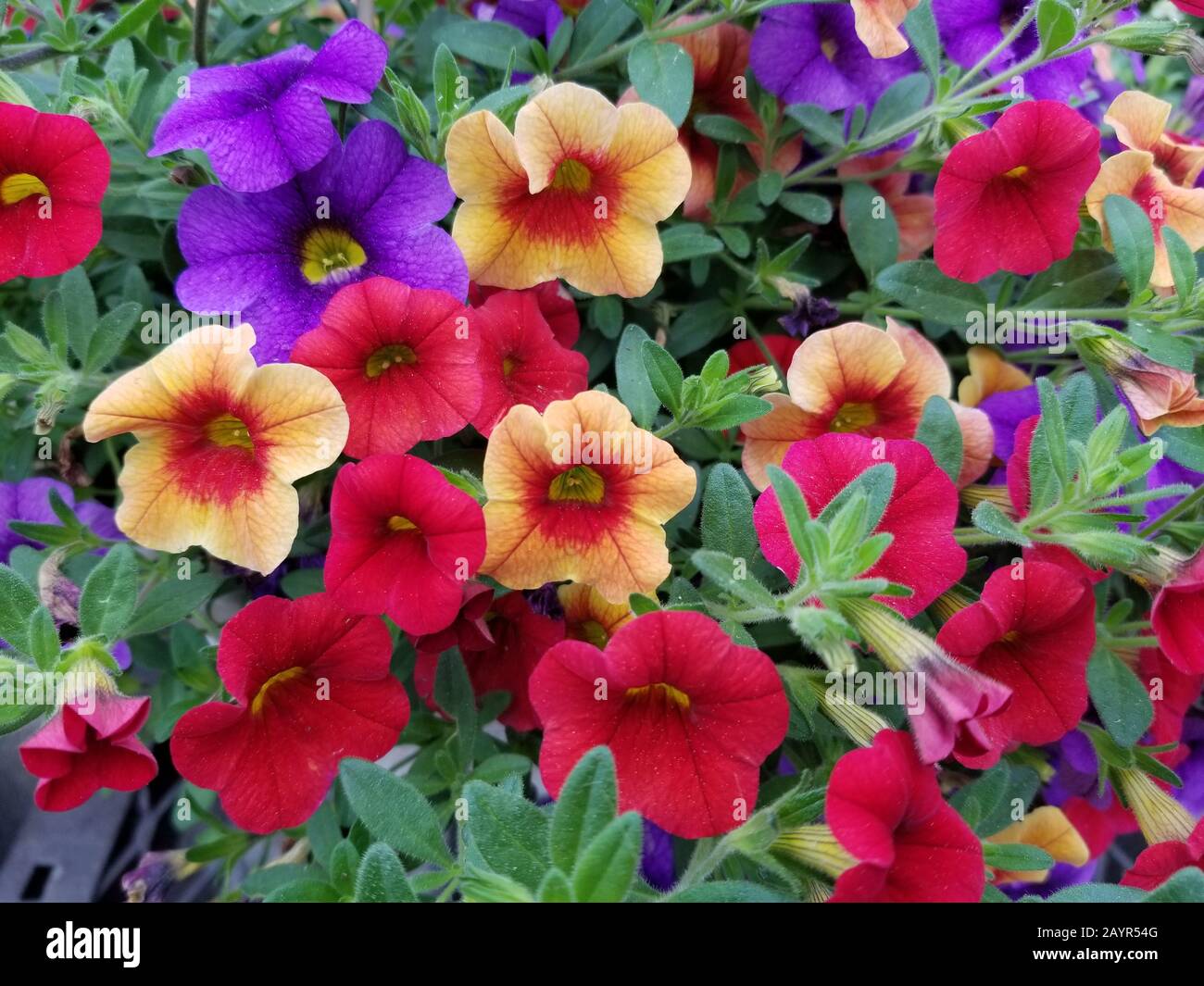 Calibrachoa hybrid hi-res stock photography and images - Alamy