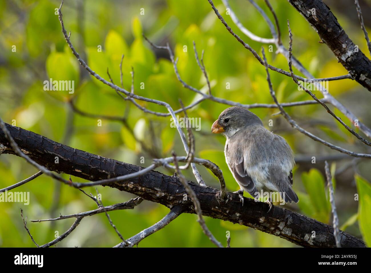 A female medium tree finch (Darwins finch) at Playa Espumilla, a beach ...