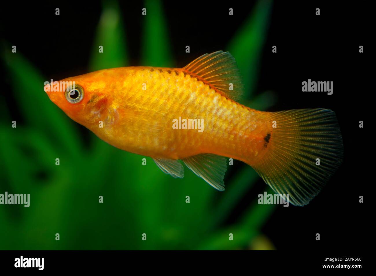 southern platyfish (Xiphophorus maculatus), breeding form Gluehlicht ...