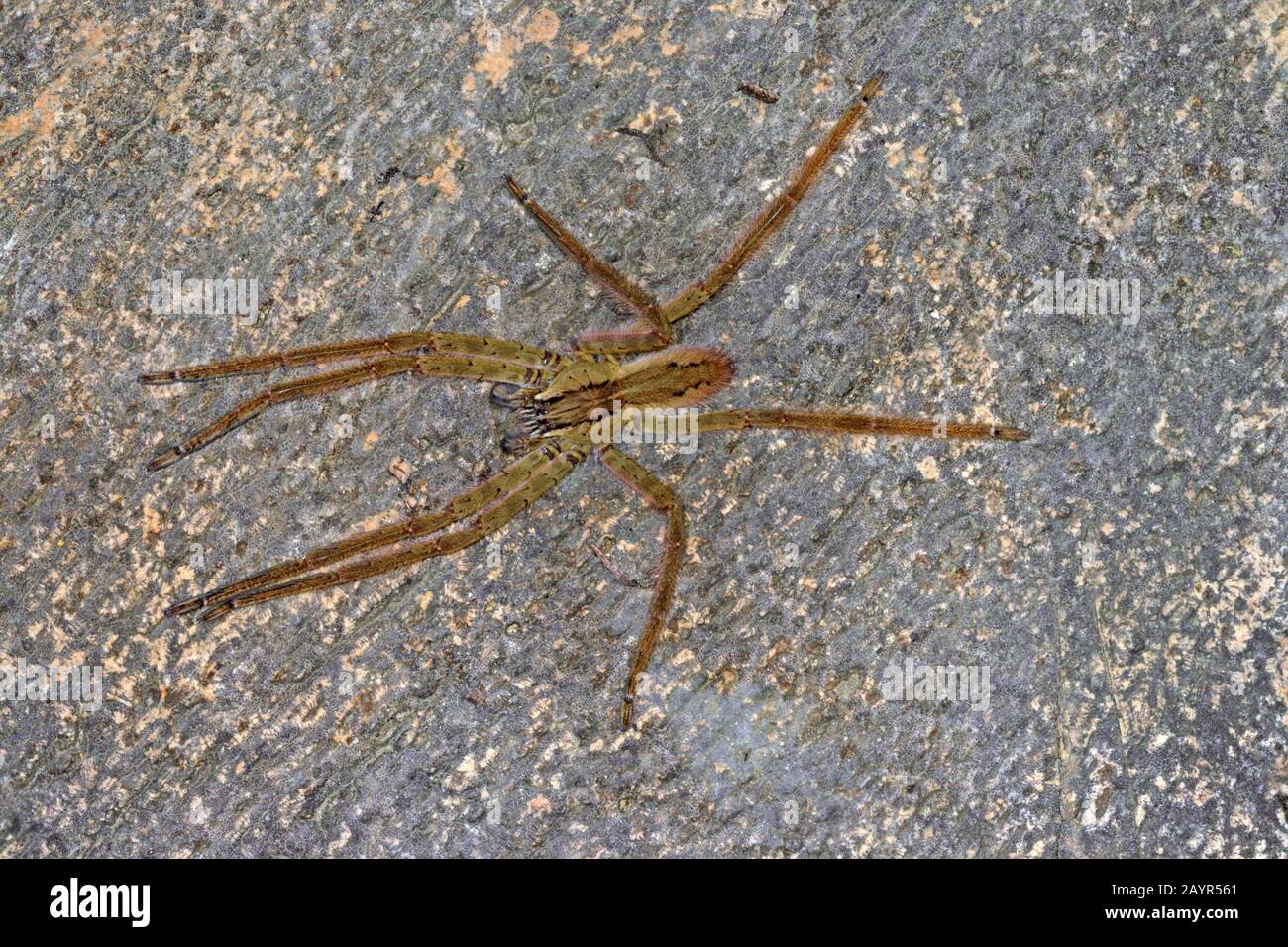 Apollo 18 Spider Creatures