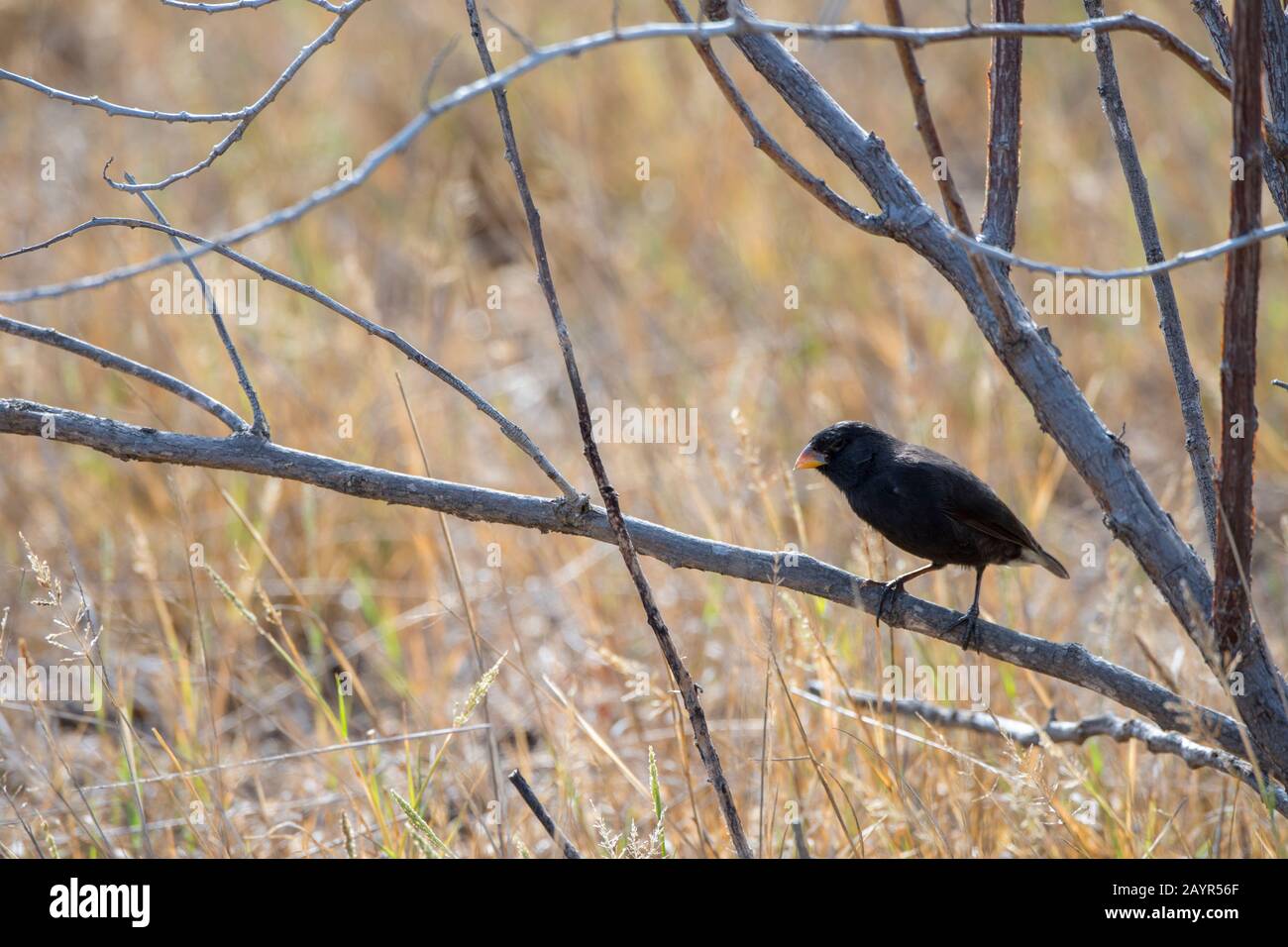 A male medium tree finch (Darwins finch) at Playa Espumilla, a beach on ...