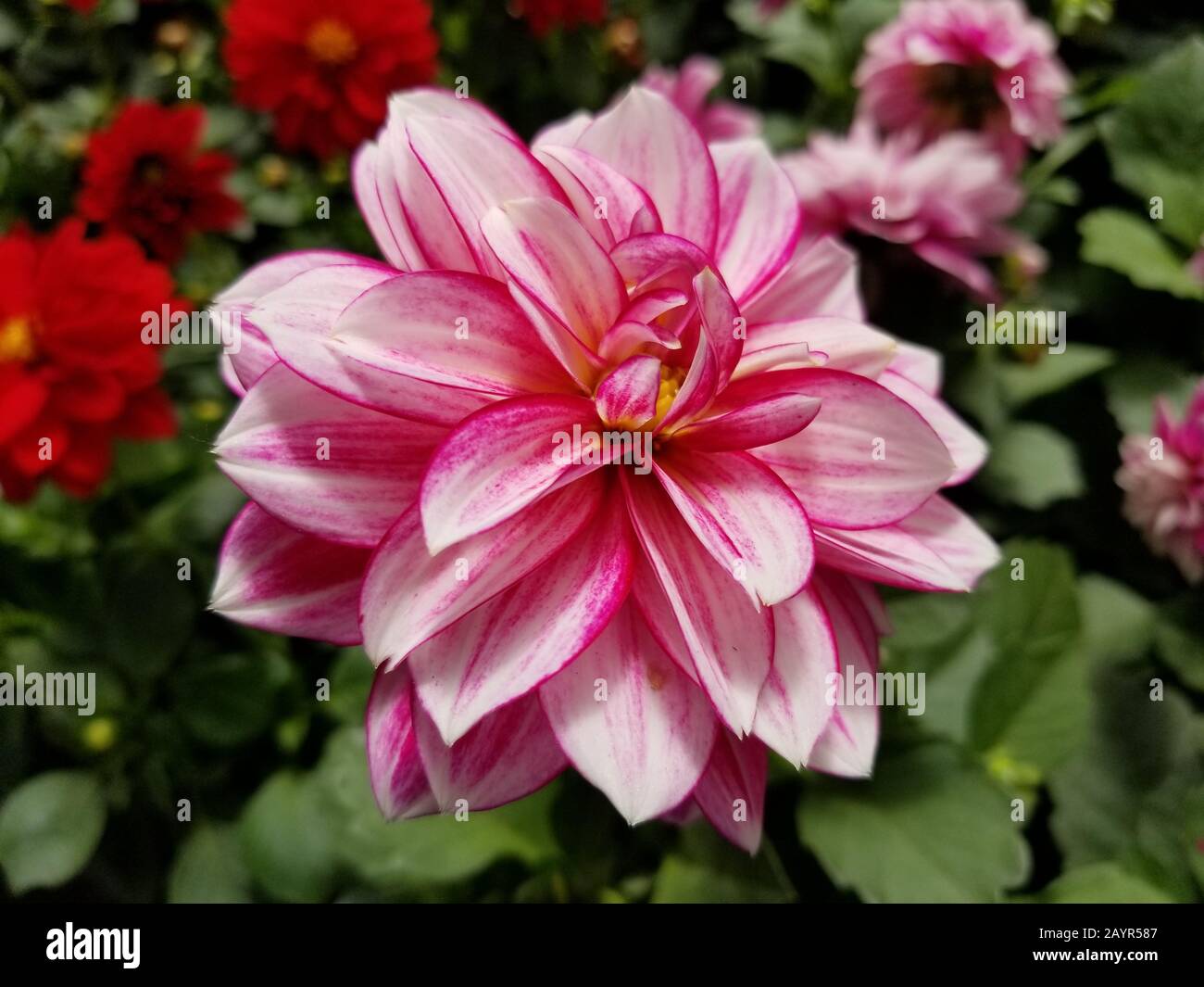 Beautiful light pink dahlia blooming in the Spring Stock Photo - Alamy
