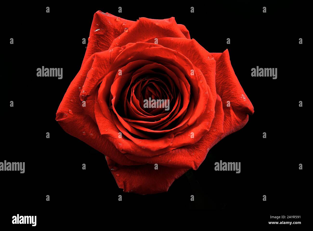 Rose with stem hi-res stock photography and images - Alamy