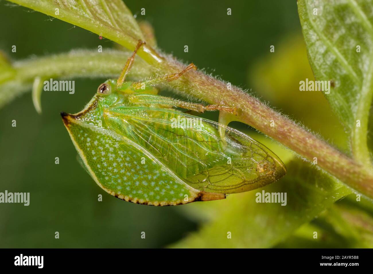 Buffalo treehopper (Stictocephala bisonia, Ceresa bisonia), sitting ...