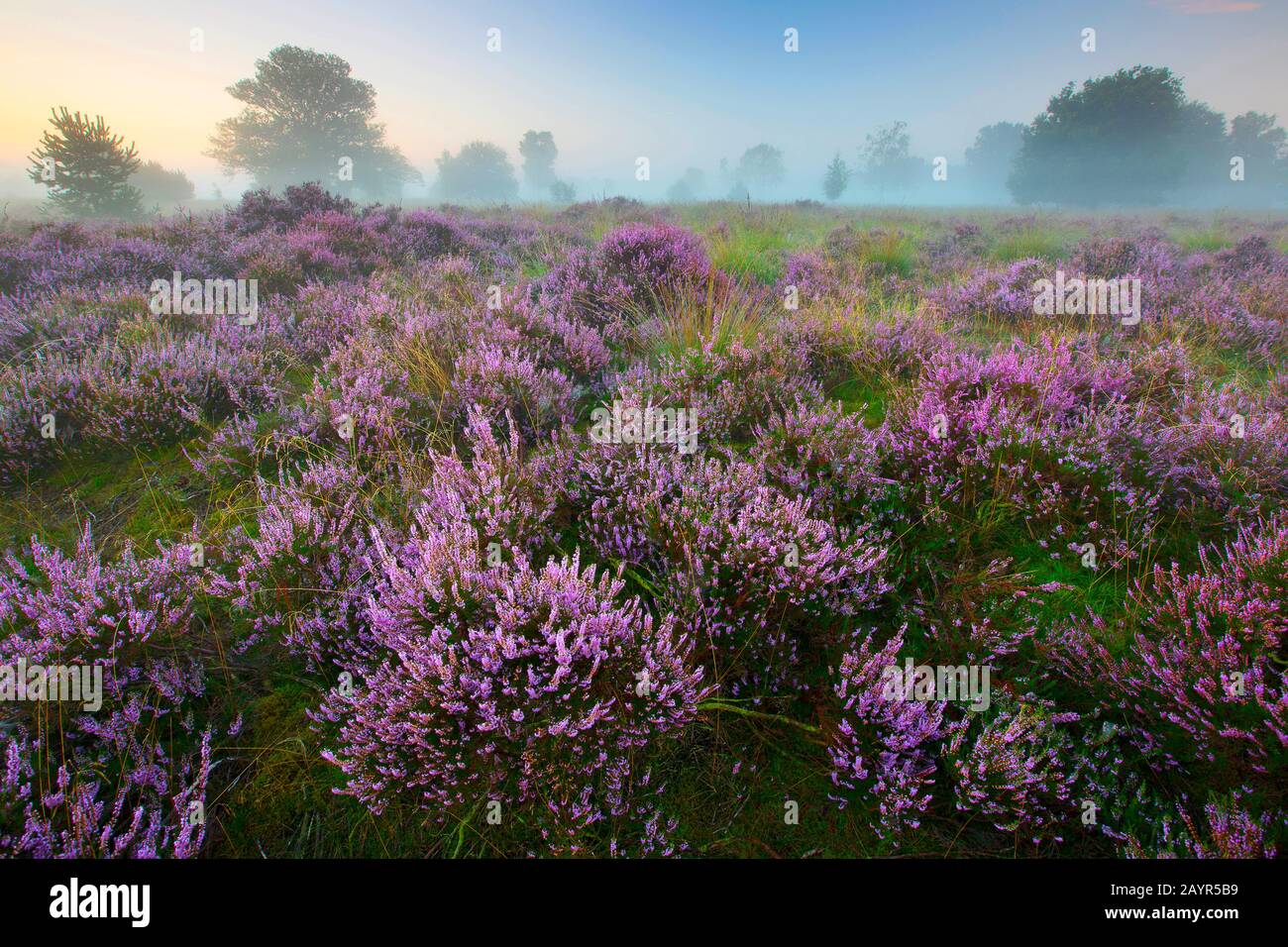 Common Heather, Ling, Heather (Calluna vulgaris), blooming heath in ...