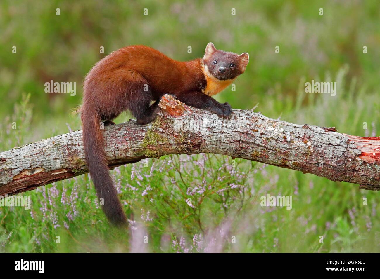 European Marten Animal