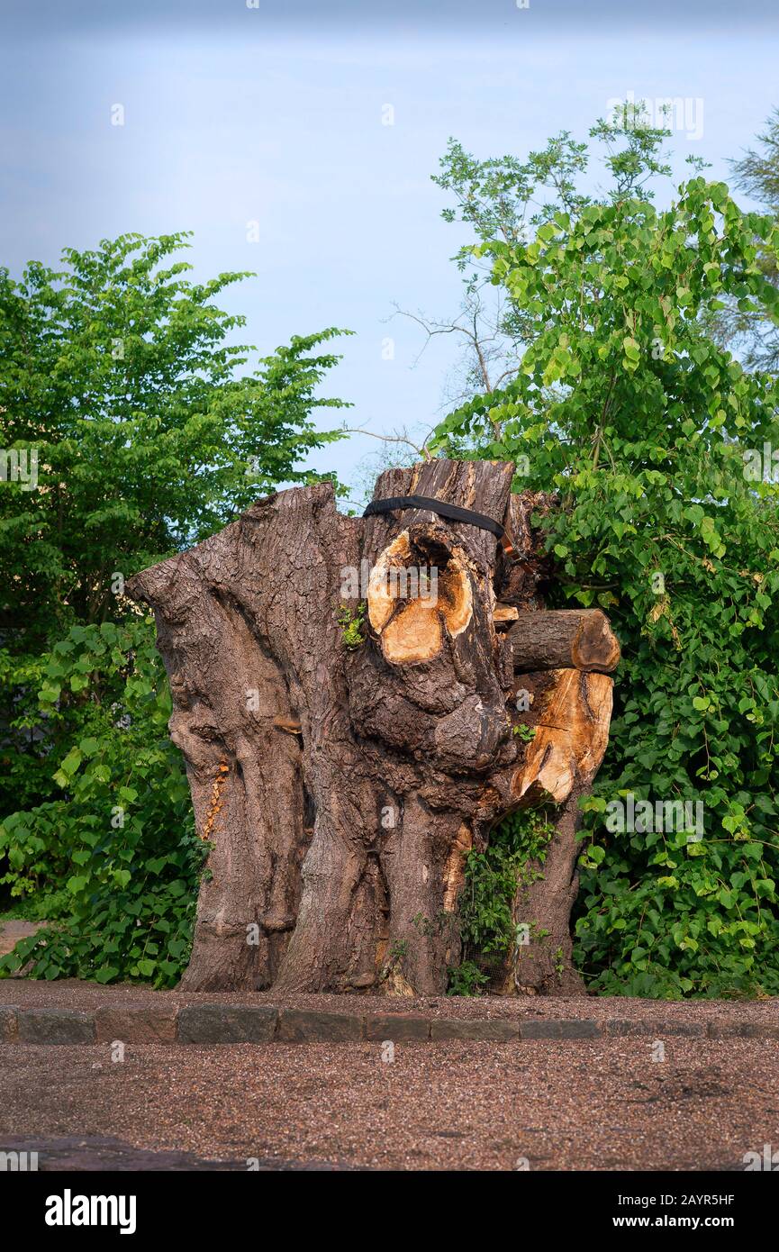 small-leaved lime, littleleaf linden, little-leaf linden (Tilia cordata ...