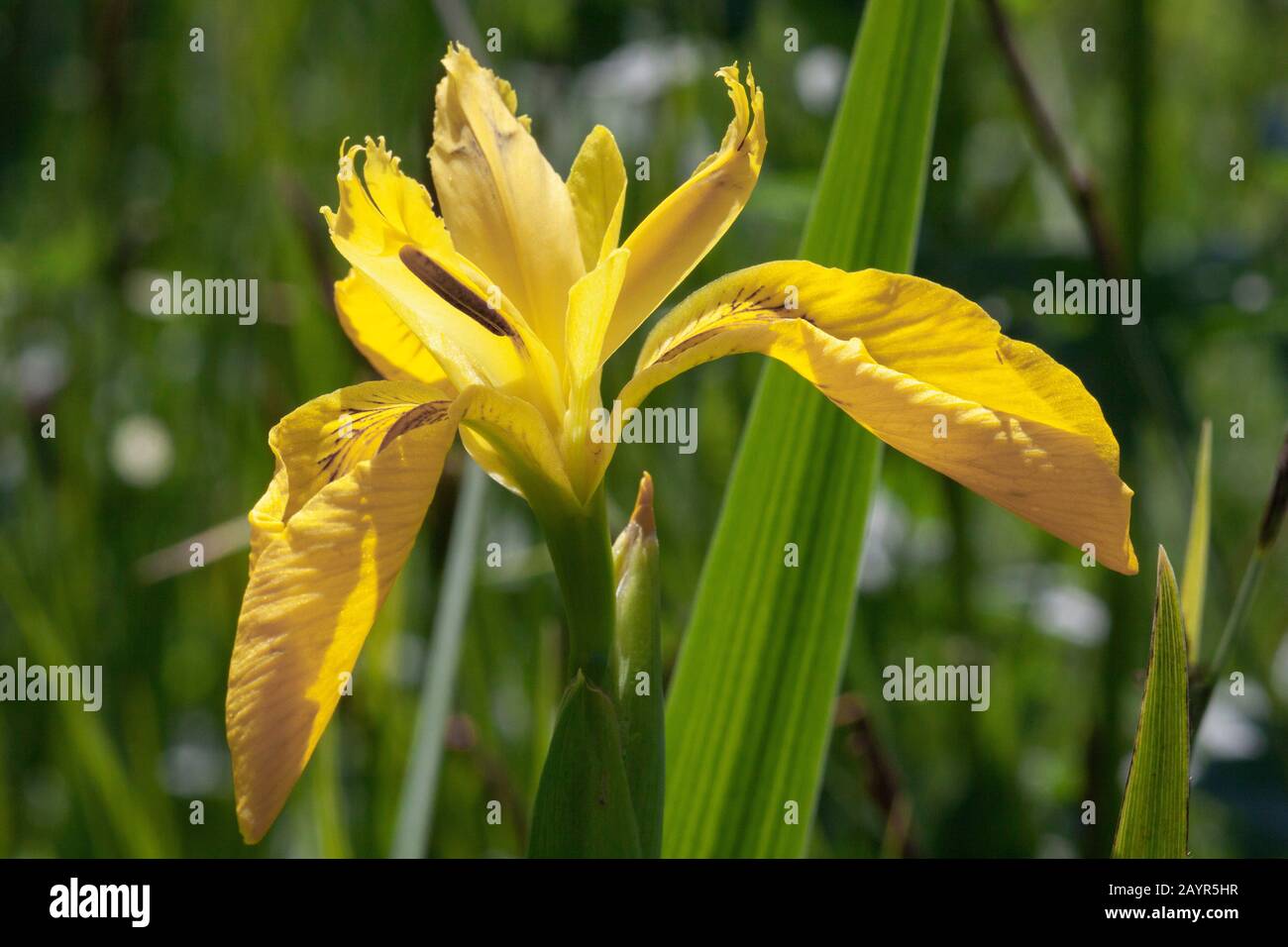 Yellow flag flower hi-res stock photography and images - Alamy