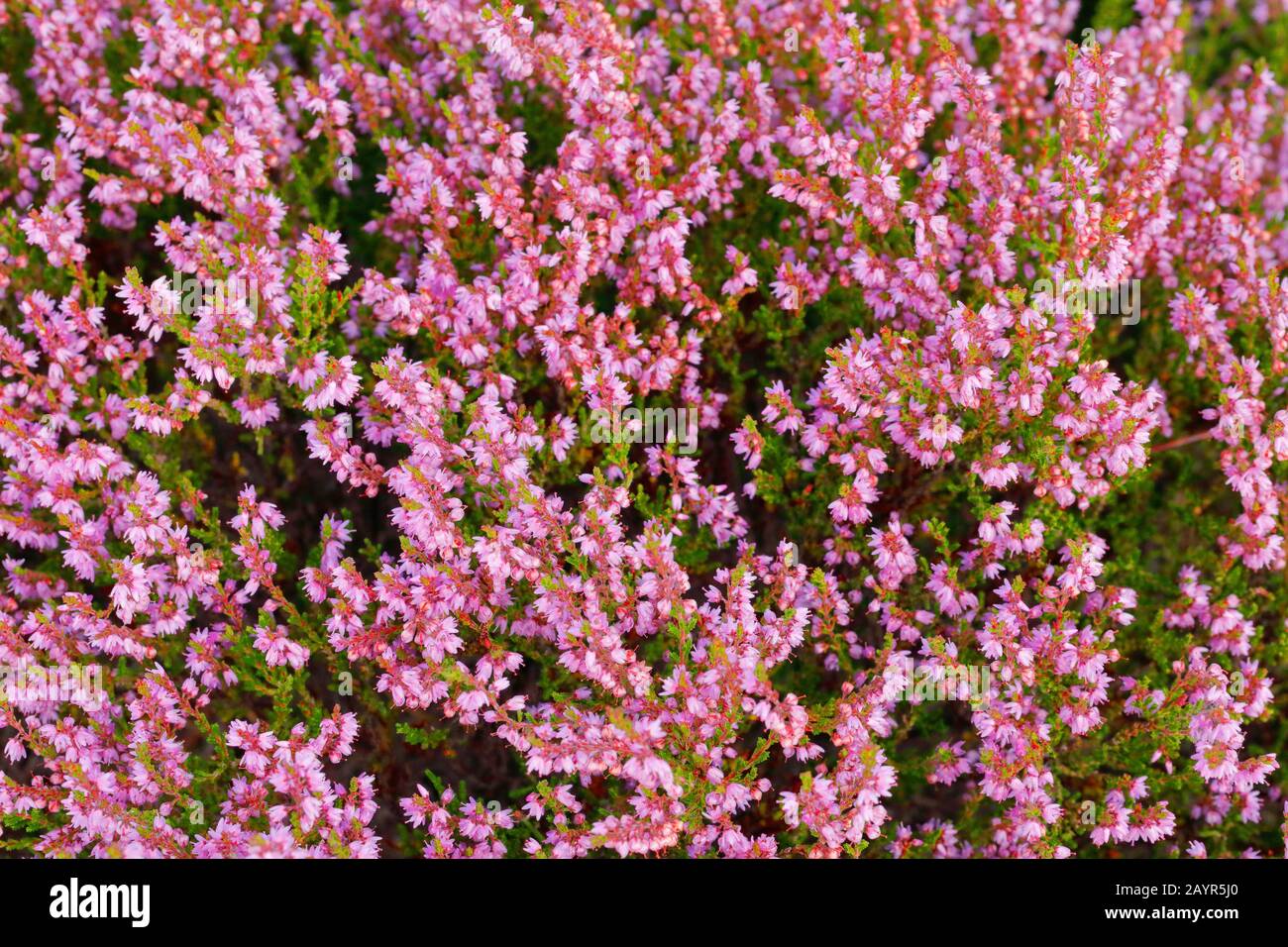 Common Heather, Ling, Heather (Calluna vulgaris), blooming heath ...